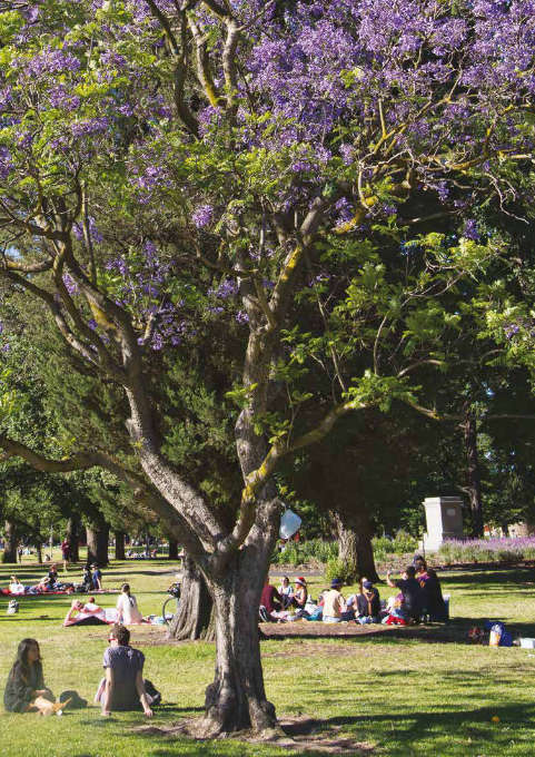 Yarra City Council - Our Urban Forest